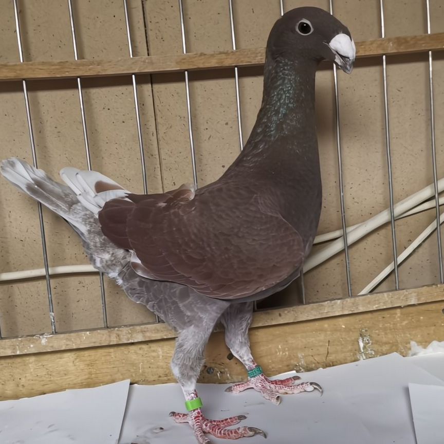 Голуби Немецкие выстовочных