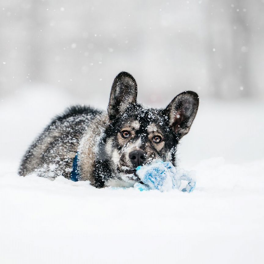 Озорной Хэппи в поисках своей семьи