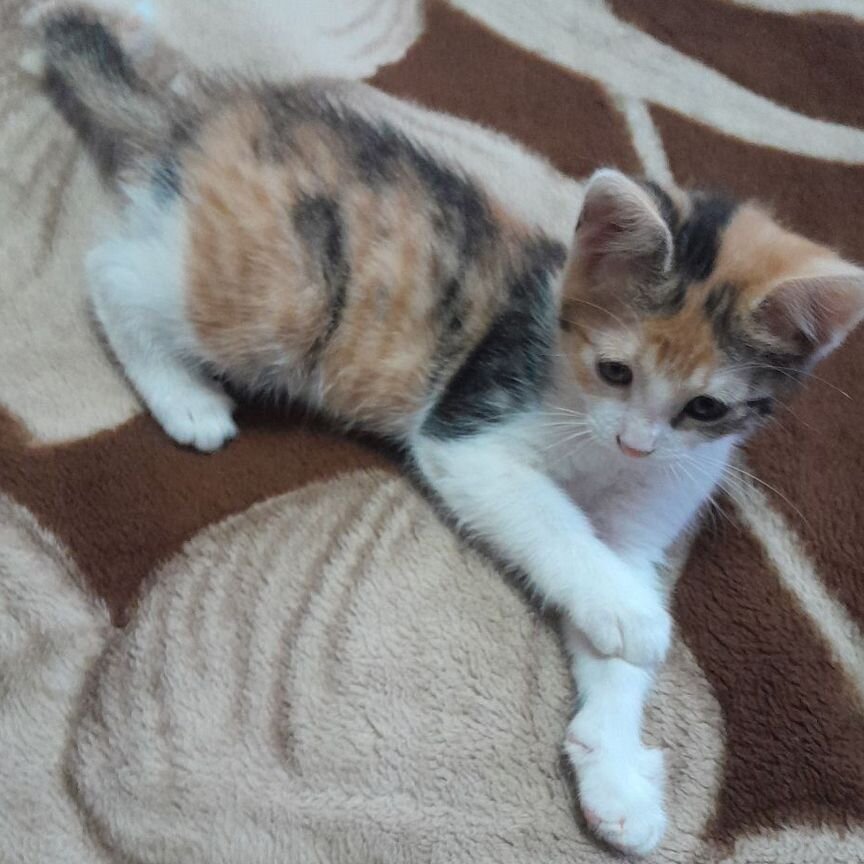 Кошечка
