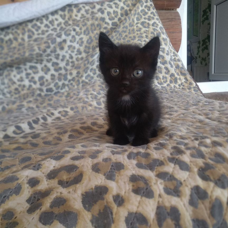 Отдам двух малышей в добрые руки