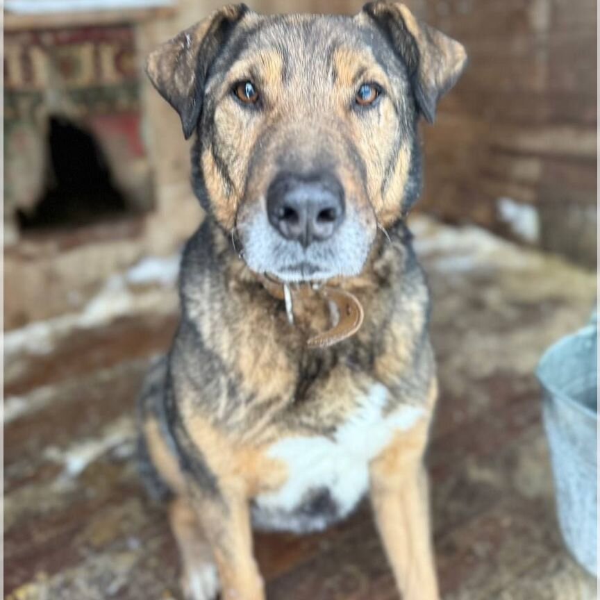 Взрослый пёс в добрые руки