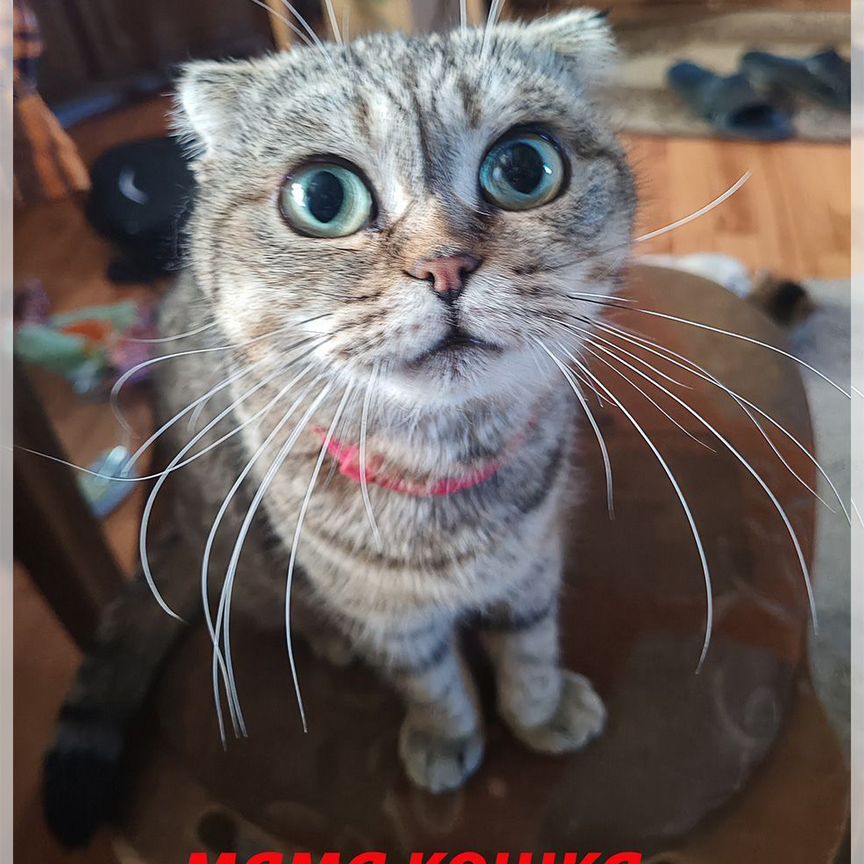 Шотландский вислоухий короткошёрстный котёнок