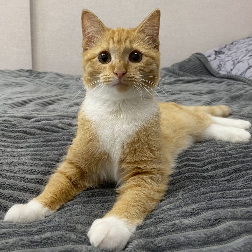 Котёнок в добрые руки