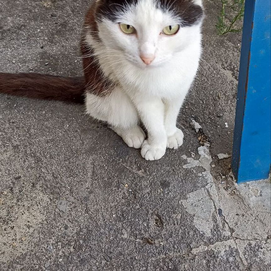 Отдам кота в добрые руки