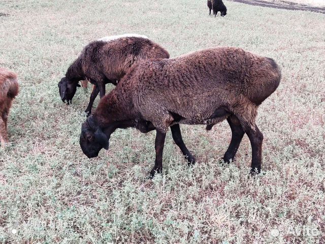 Баран на племя