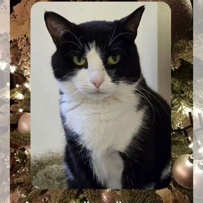 Взрослая, Девочка кошка в добрые руки