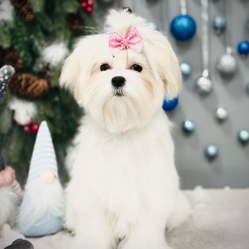 Мальтезе девочка