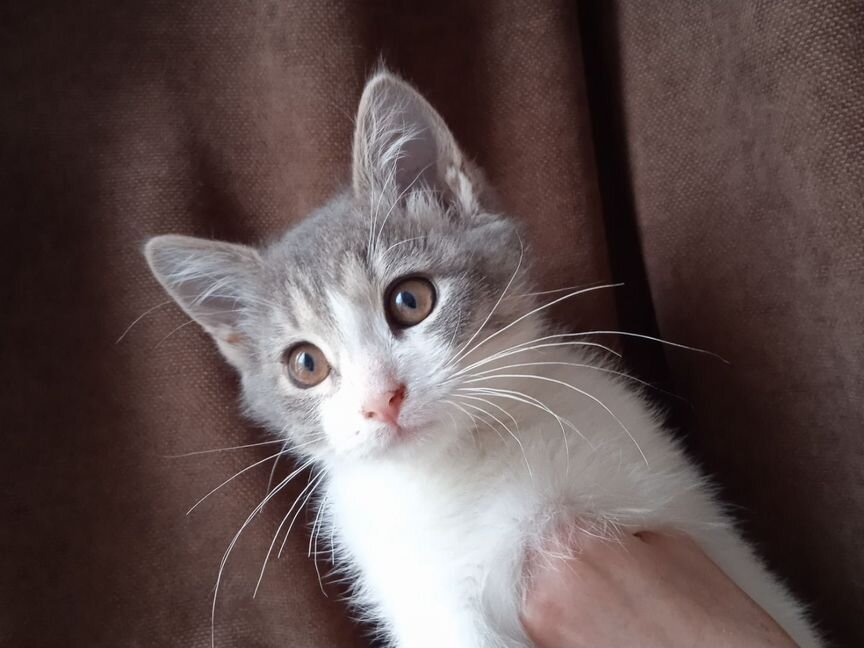 Котёнок Кошка 2 месяца