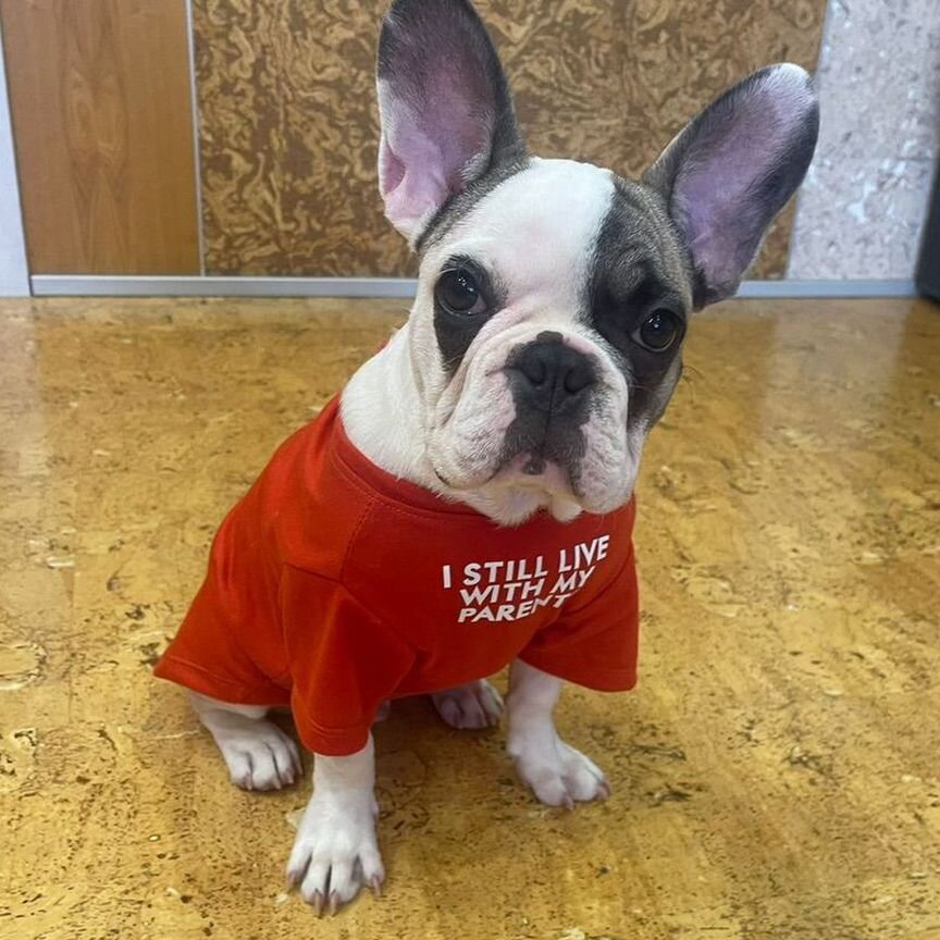 Французский бульдог