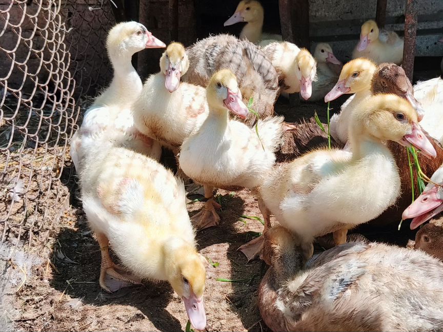 Белые мускусные утята