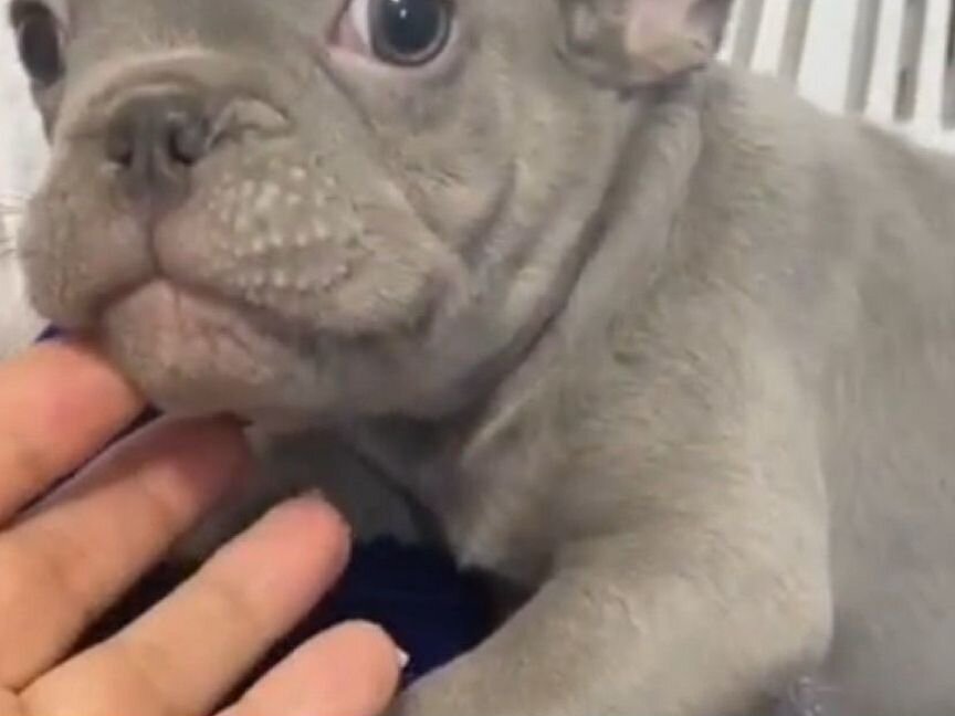 Очаровательные французики в голубых шубках