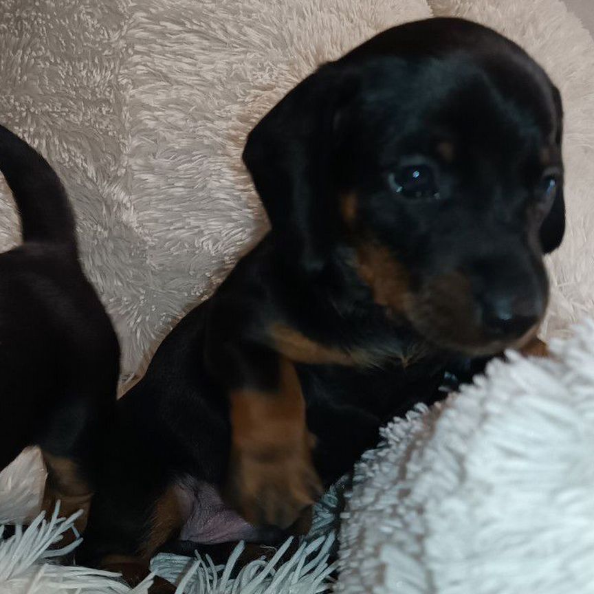 Такса, щенок