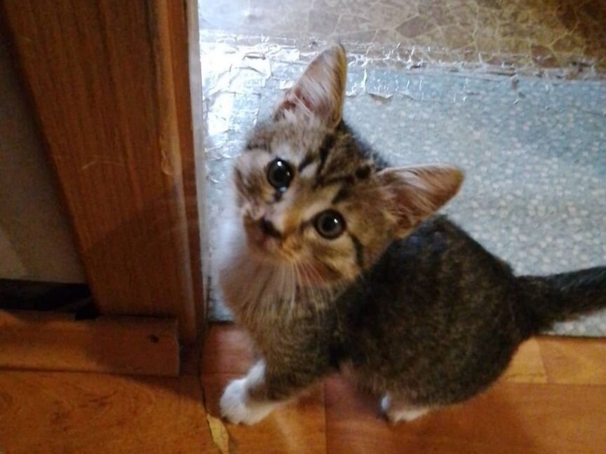 Котенок в добрые руки