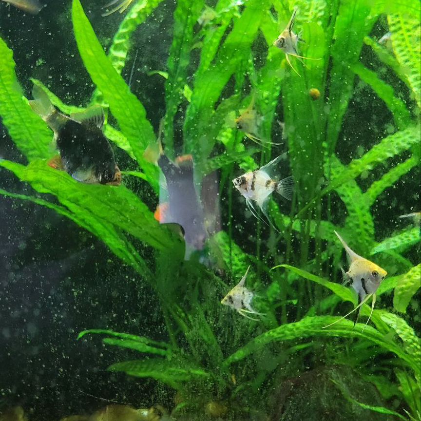 Криптокорина парва