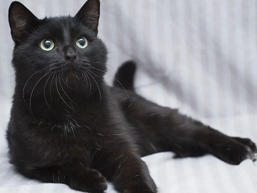 Только чёрному коту и не везет