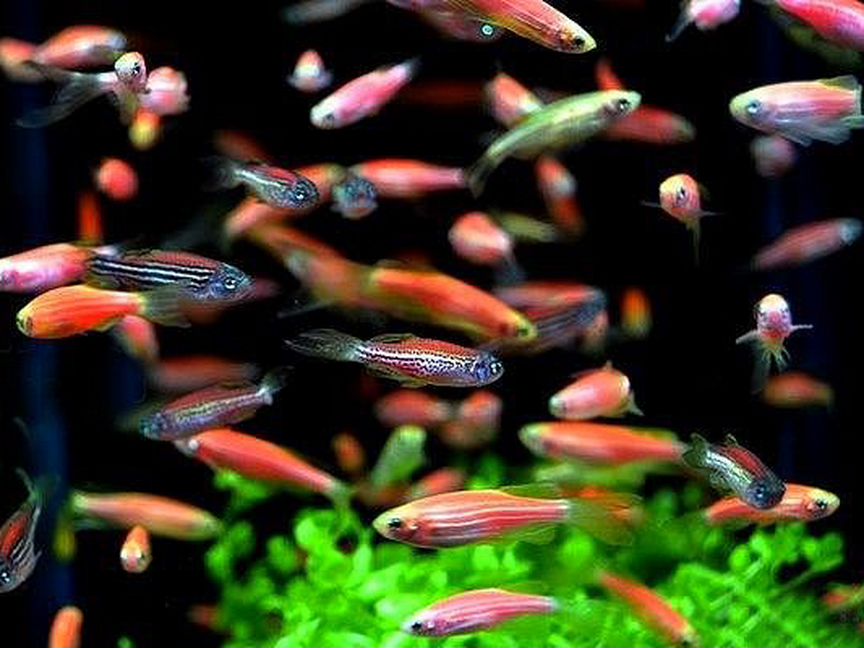 Данио Ассорти