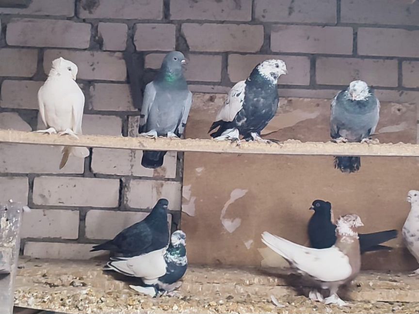 Узбекские Голуби