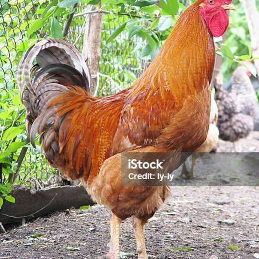 Куры петухи