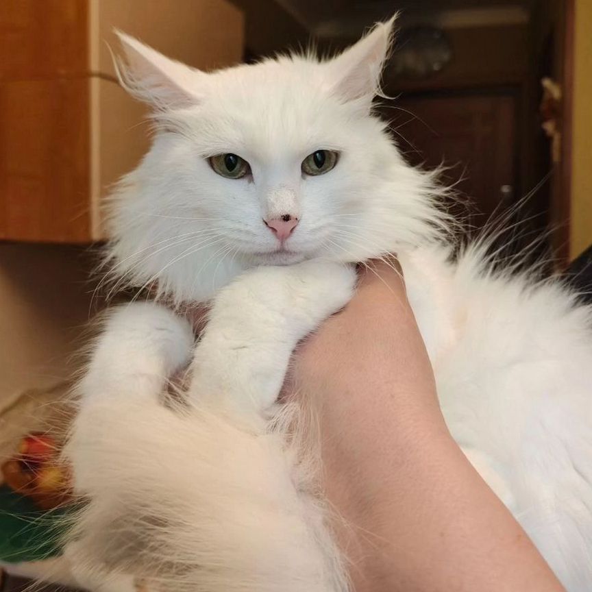 Кошка