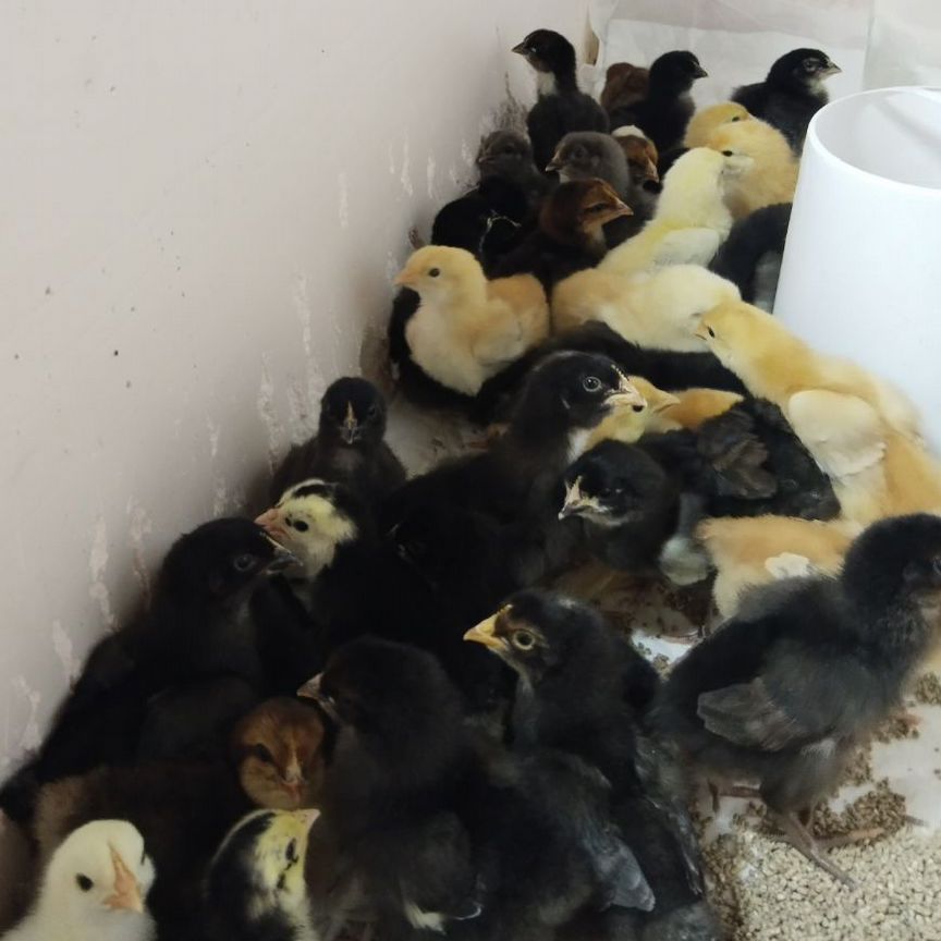 Цыплята несушек