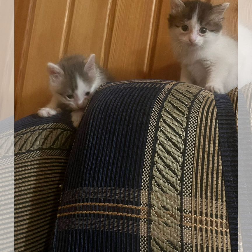 Котята