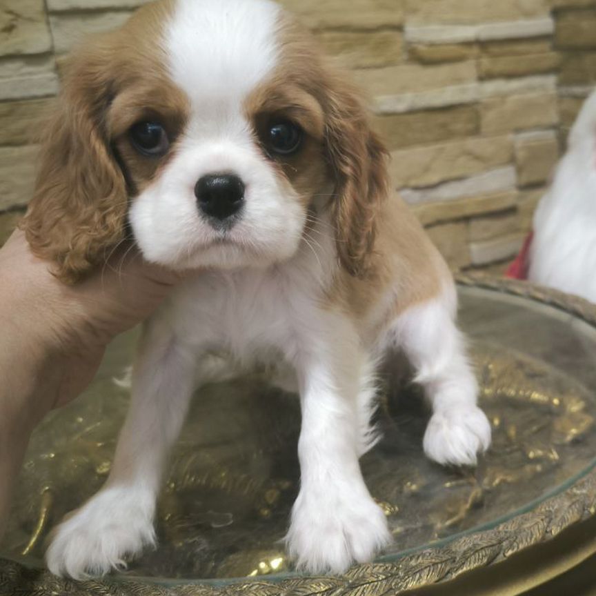 Кавалер кинг-чарльз-спаниель, щенок