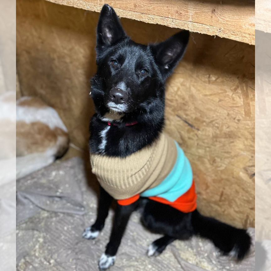 Взрослая собака в добрые руки