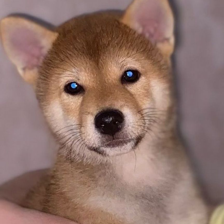 Сиба-ину, щенок