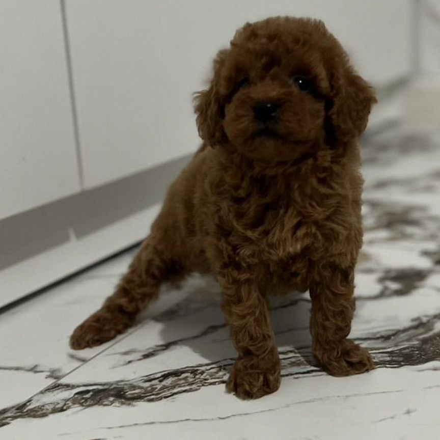 Той-пудель, щенок