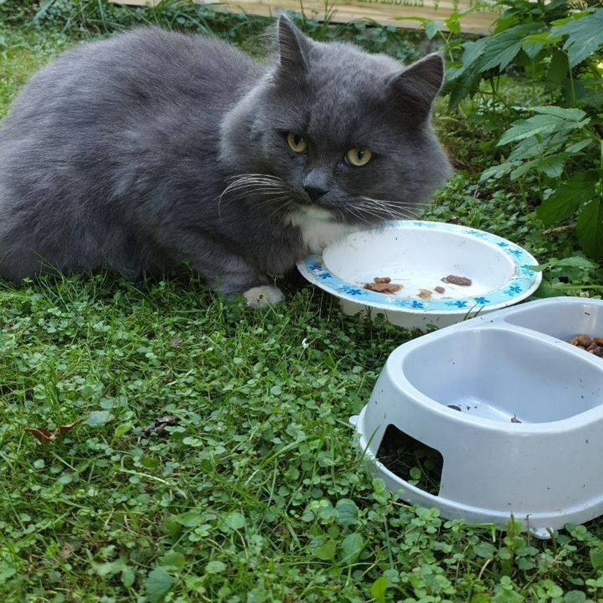 Кошки в добрые руки