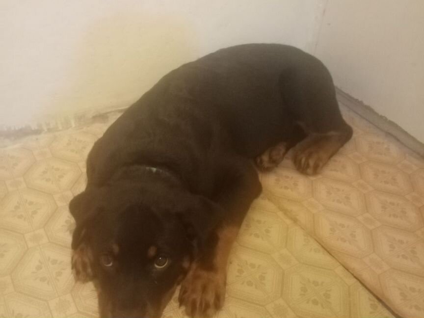 Ротвейлер Крупная упитанная девочка