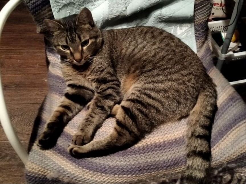 Котик Стёпа