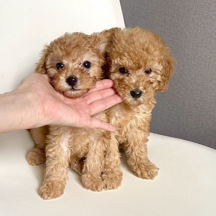 Девочки той-пуделя (краше мальтипу)