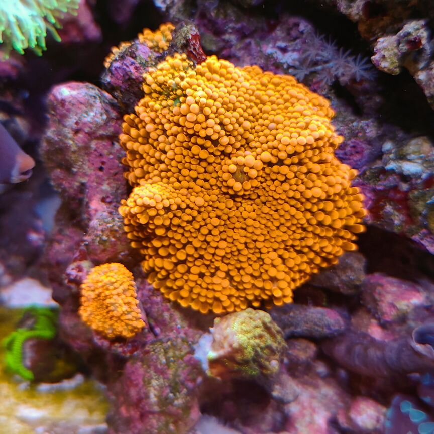 Продам Коралл Рикордею Юму Ультра Оранж