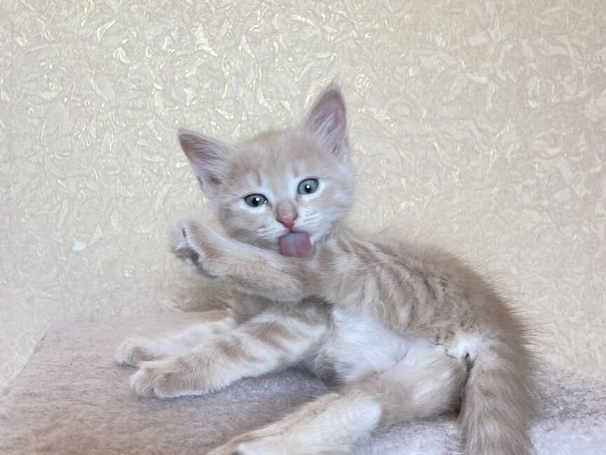 Котята ищут дом