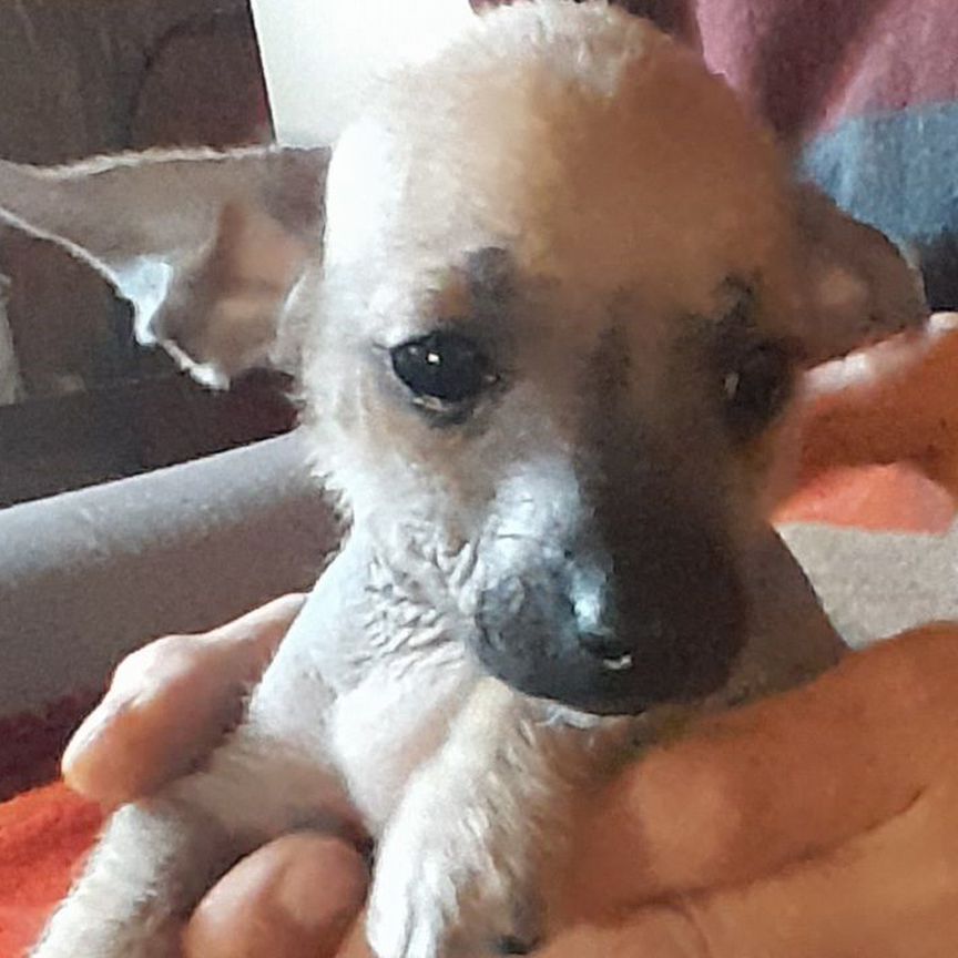 Китайская хохлатая, щенок