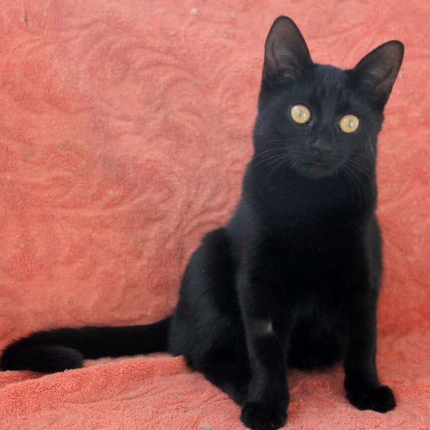 Чёрная пятница ищет дом