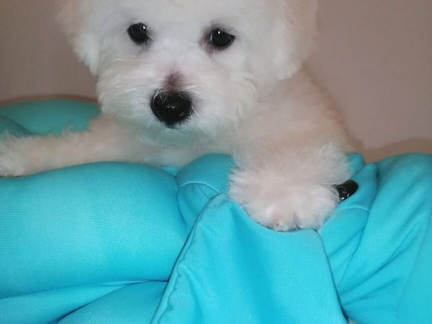 Бишончик мальчик