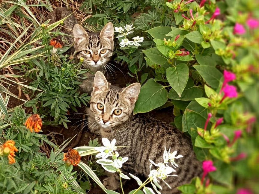 Котята в добрые руки