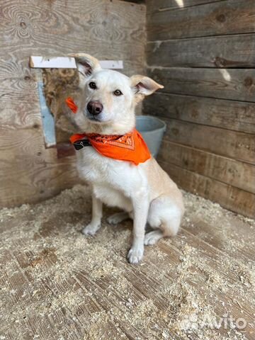 Собака Винни ждет хозяев в приюте