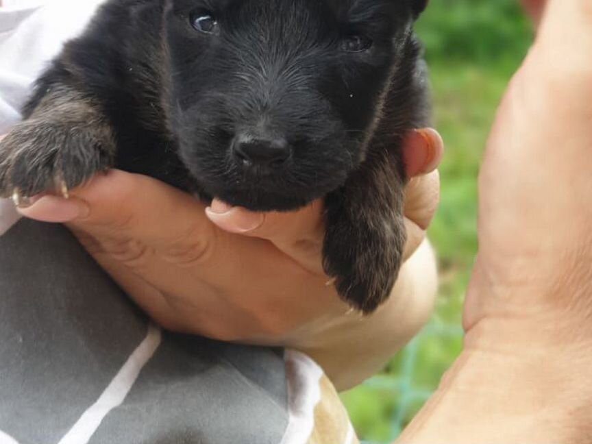 Собака немецкая овчарка маленькая