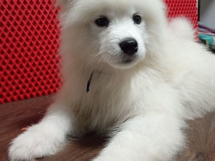 Самоедская лайка щенки