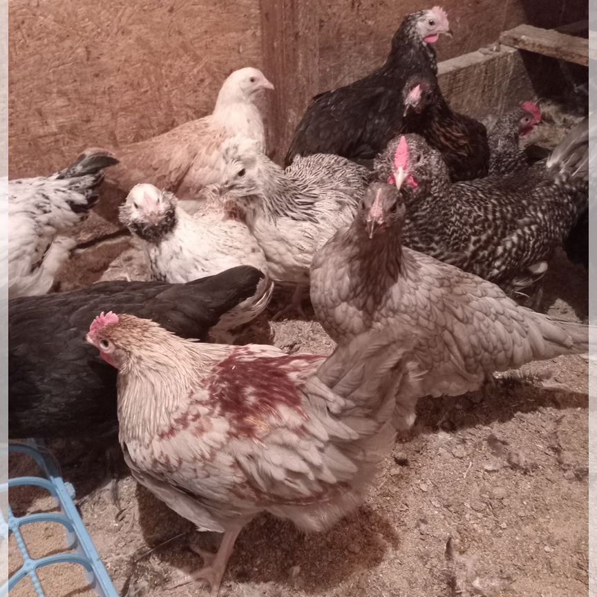 Курочки молодки несушки