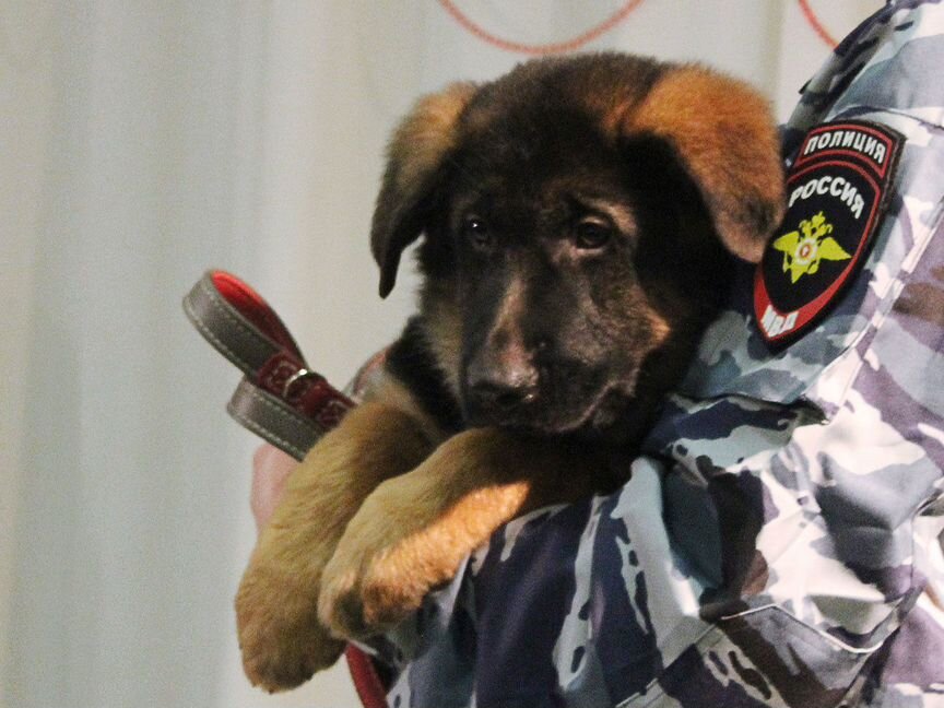 Толстолапые щенки служебных немецких овчарок