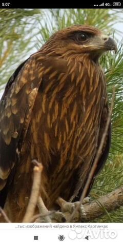 Хищная птица