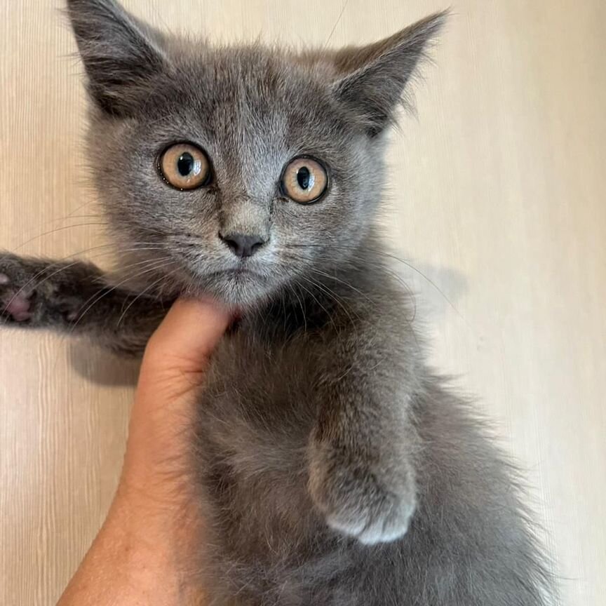 Котенок милый малыш