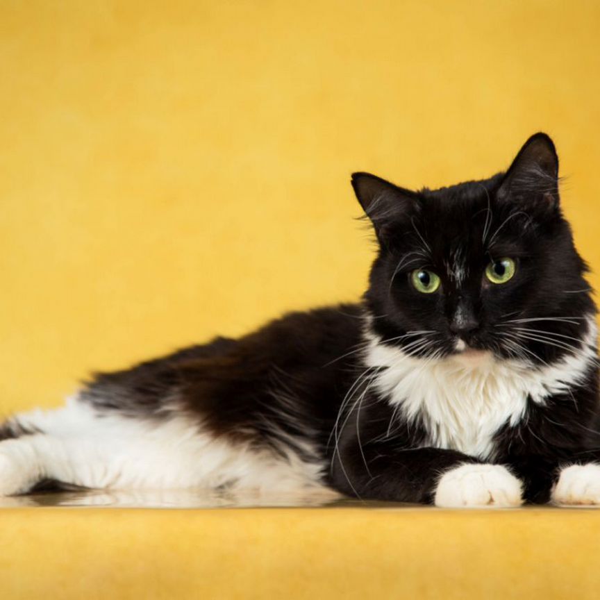 Волшебная кошка