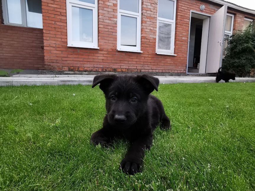 Щенки чёрной немецкой овчарки