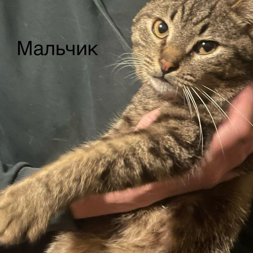 Котейка из треш-квартиры