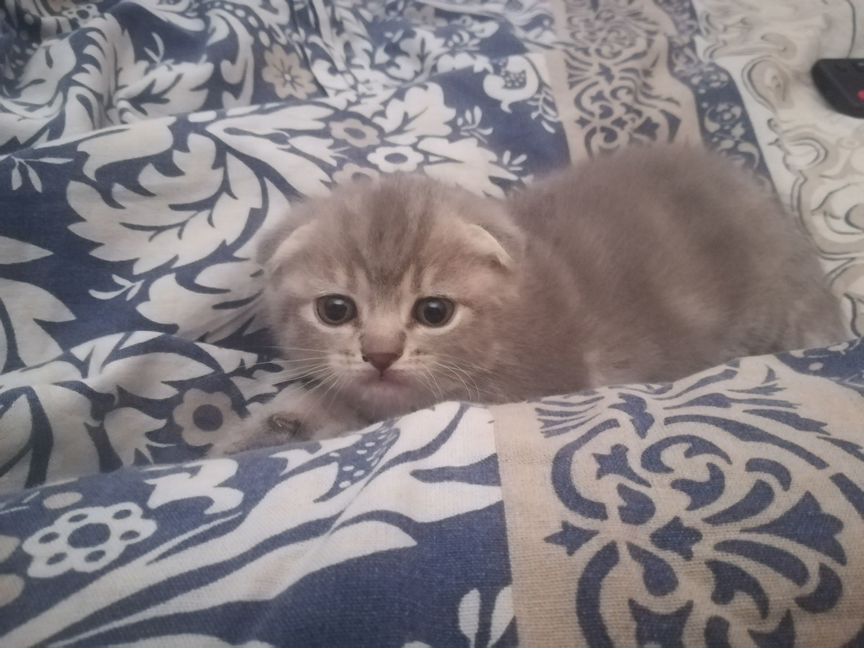 Шотландская скотиш- фолд